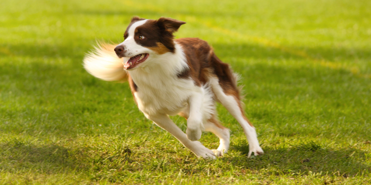 Her er de 5 hurtigste hunderacer