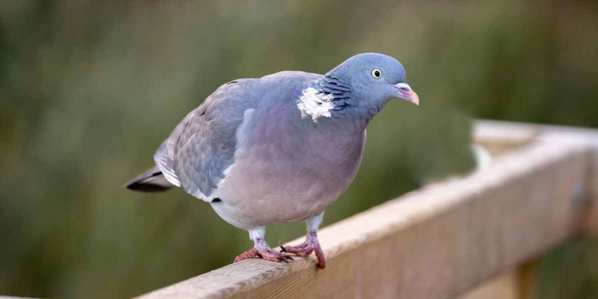 Træt af flyvende rotter? 3 måder, du kan holde duer væk fra din have ...